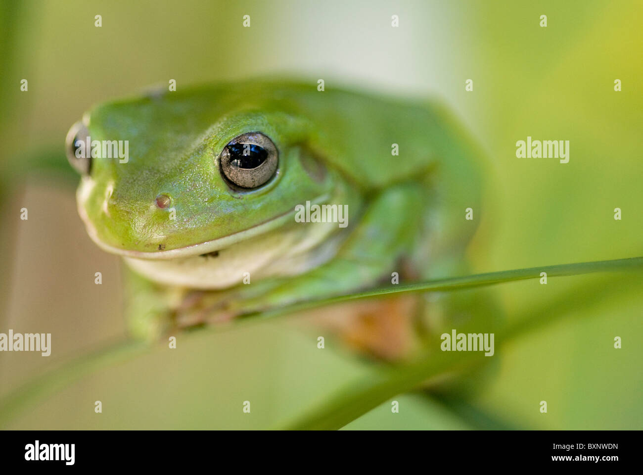 Australian green tree frog grass hi-res stock photography and images ...