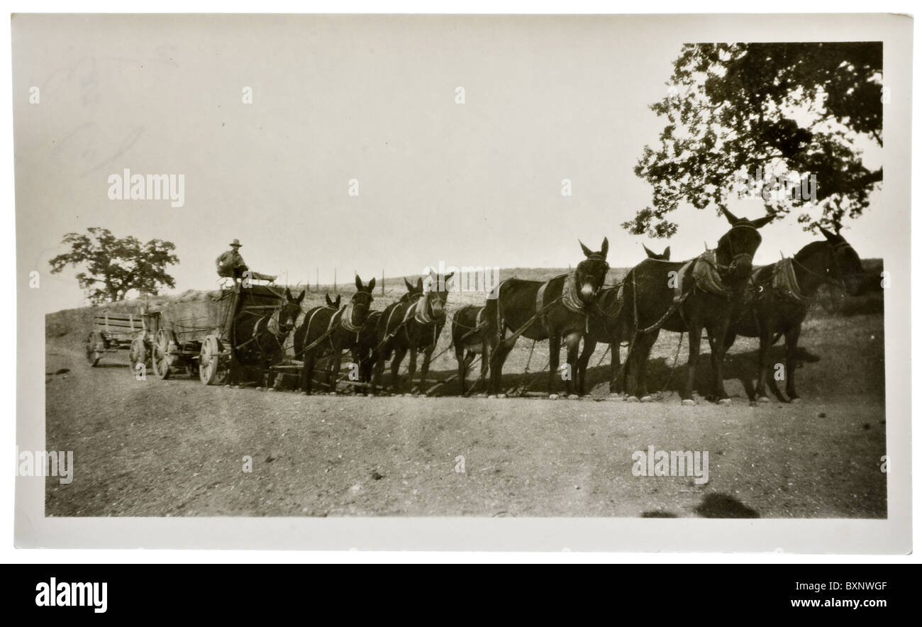Mules pulling wagons hi-res stock photography and images - Alamy