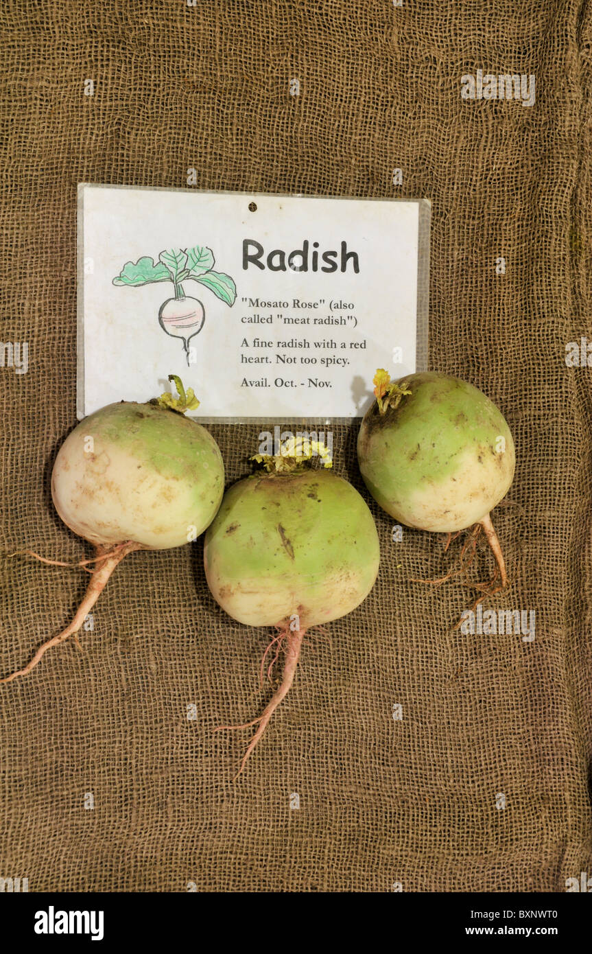 Mosato Rose radishes after harvest with explanatory sign at shareholder ...