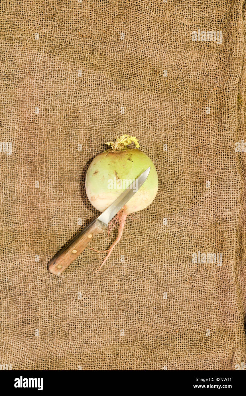 Mosato Rose radish after harvest with knife for scale on burlap ...