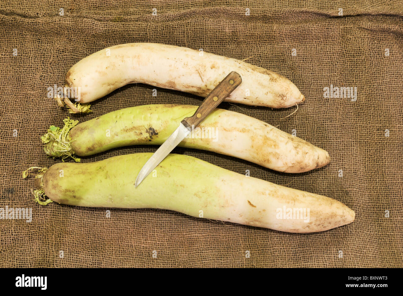 Daikon Japanese Radishes with knife for scale and burlap background ...