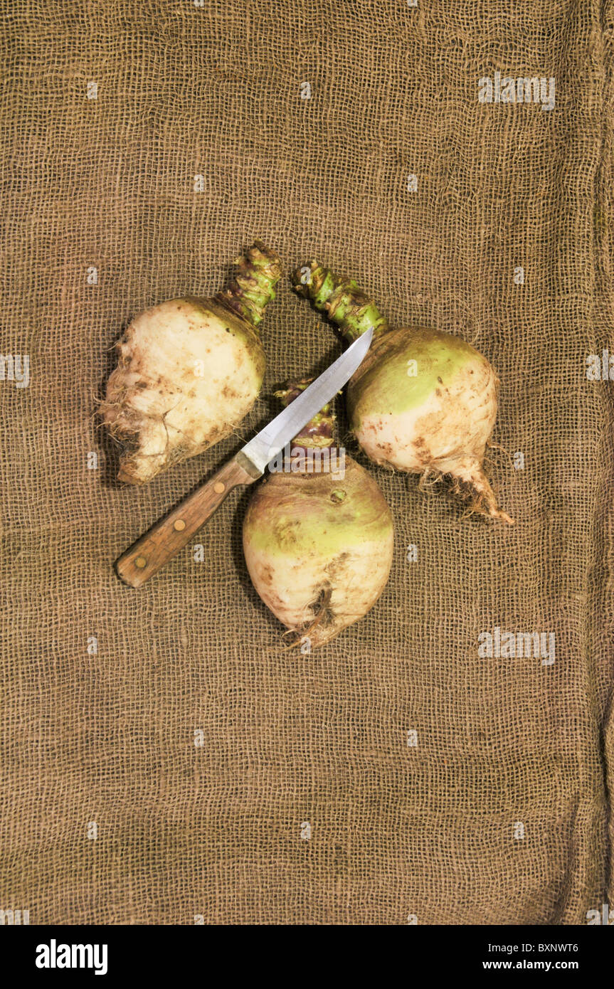 Gilfeather Turnips on burlap background with knife for scale Stock ...