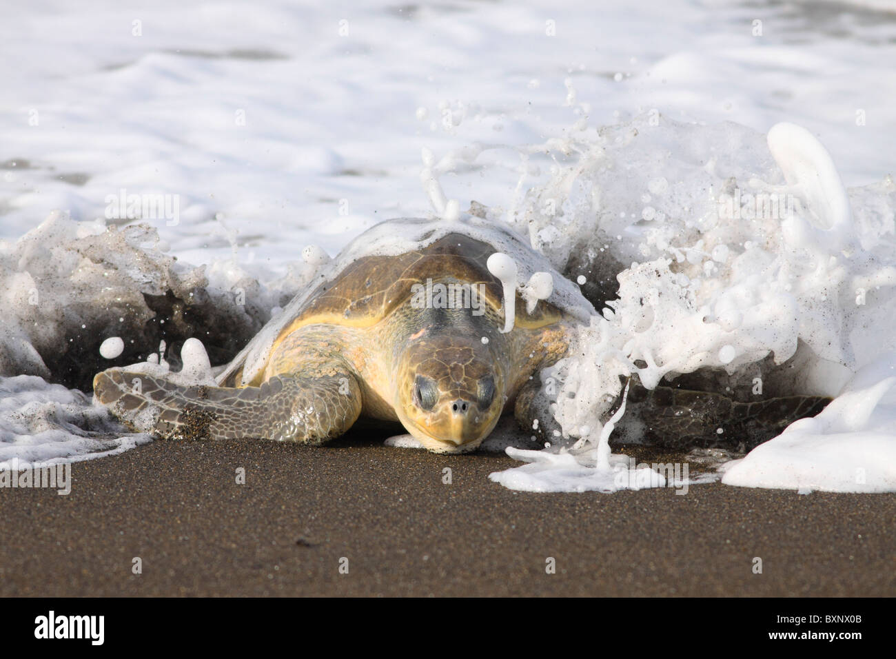 Olive Ridley Turtle emerges from ocean at Ostional to lay eggs during ...