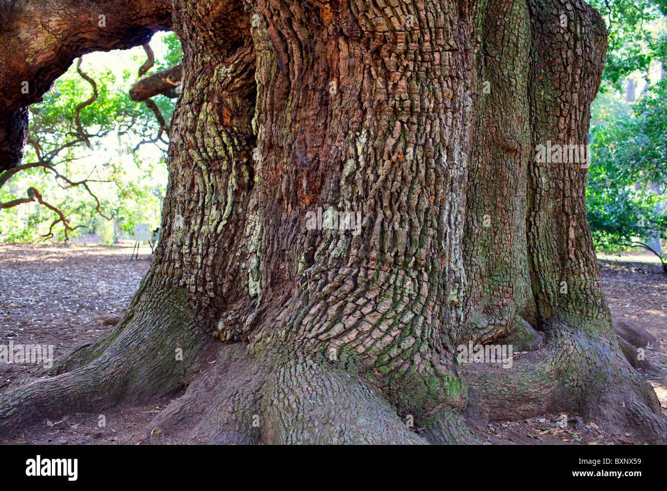Angel oak tree hi-res stock photography and images - Alamy