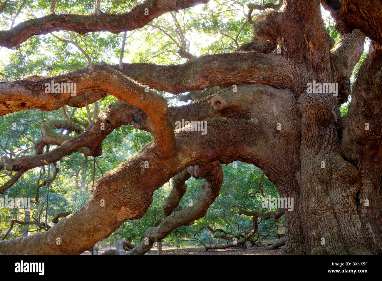 Angel oak tree hi-res stock photography and images - Alamy