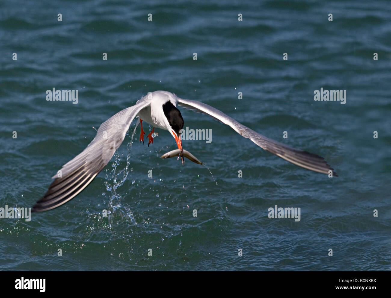 Sand eel hi-res stock photography and images - Alamy