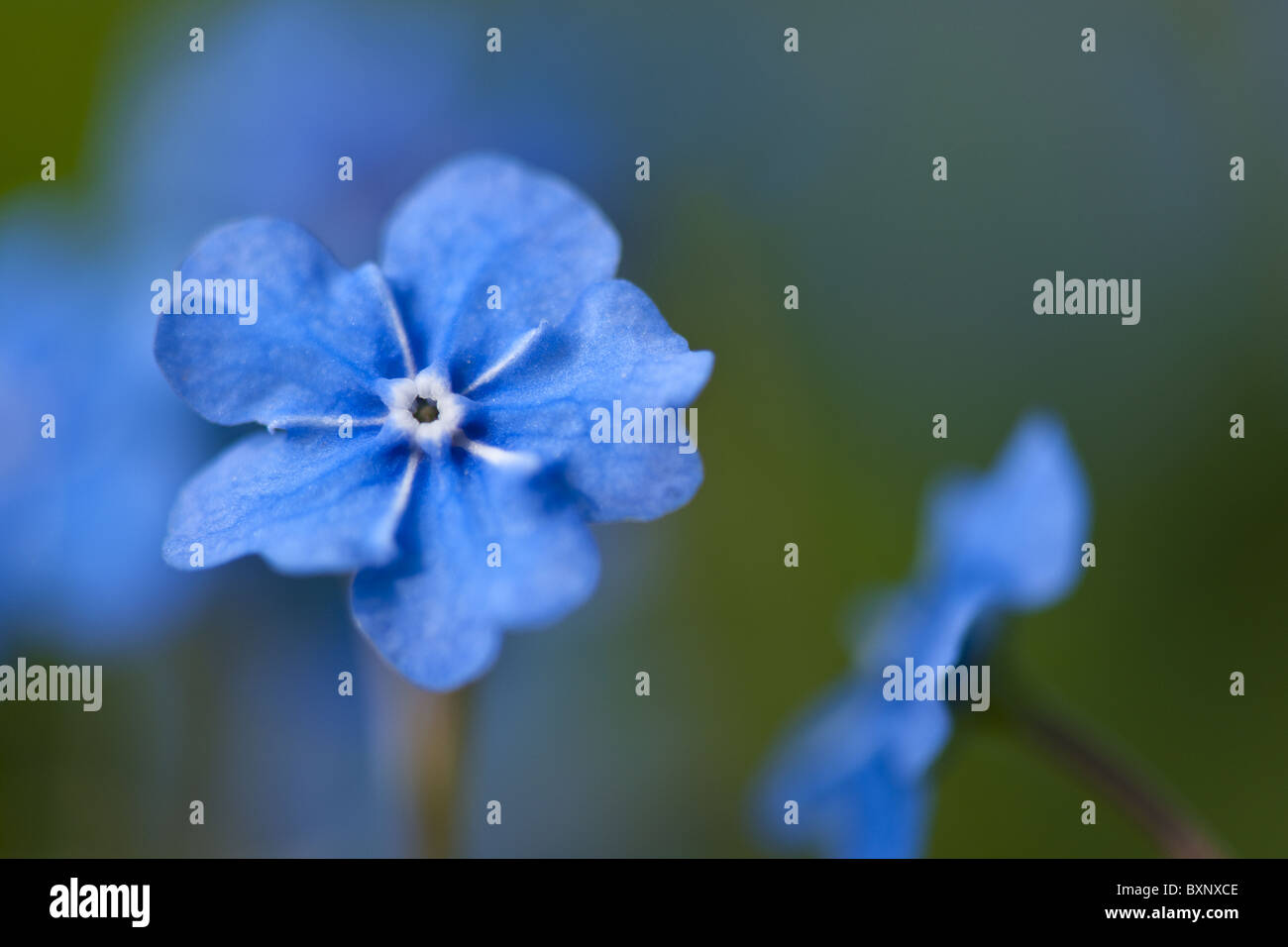 Mary blume hi-res stock photography and images - Alamy