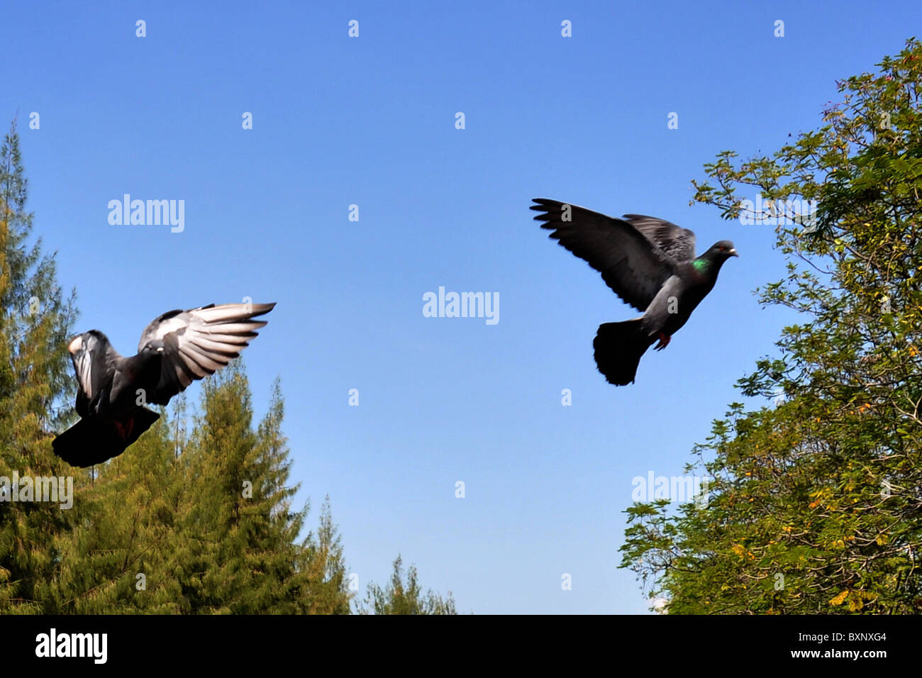 Birds of chiang mai hi-res stock photography and images - Alamy