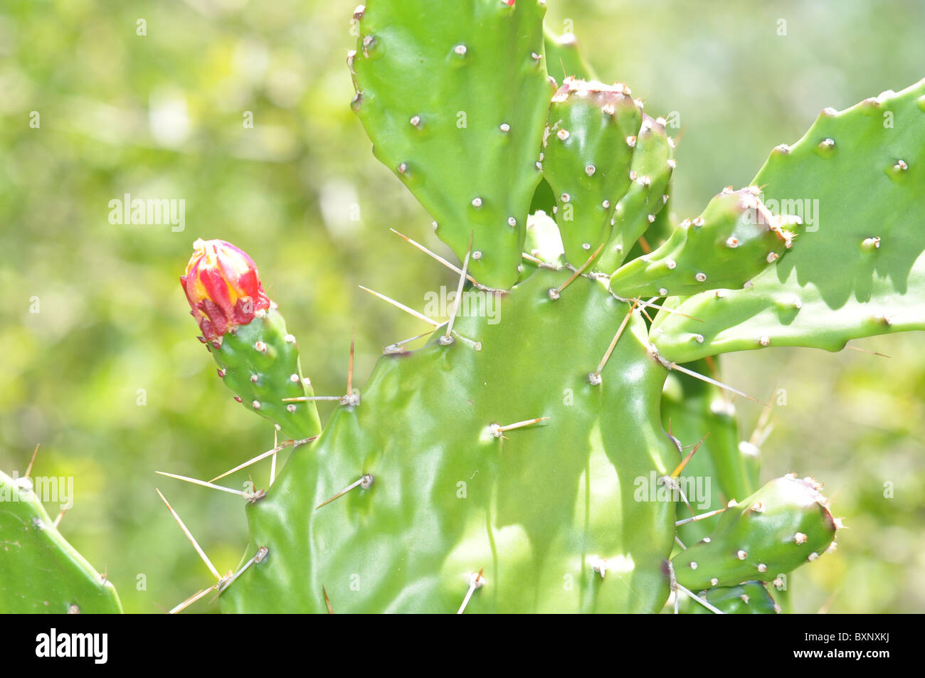 Africa cactus hi-res stock photography and images - Alamy