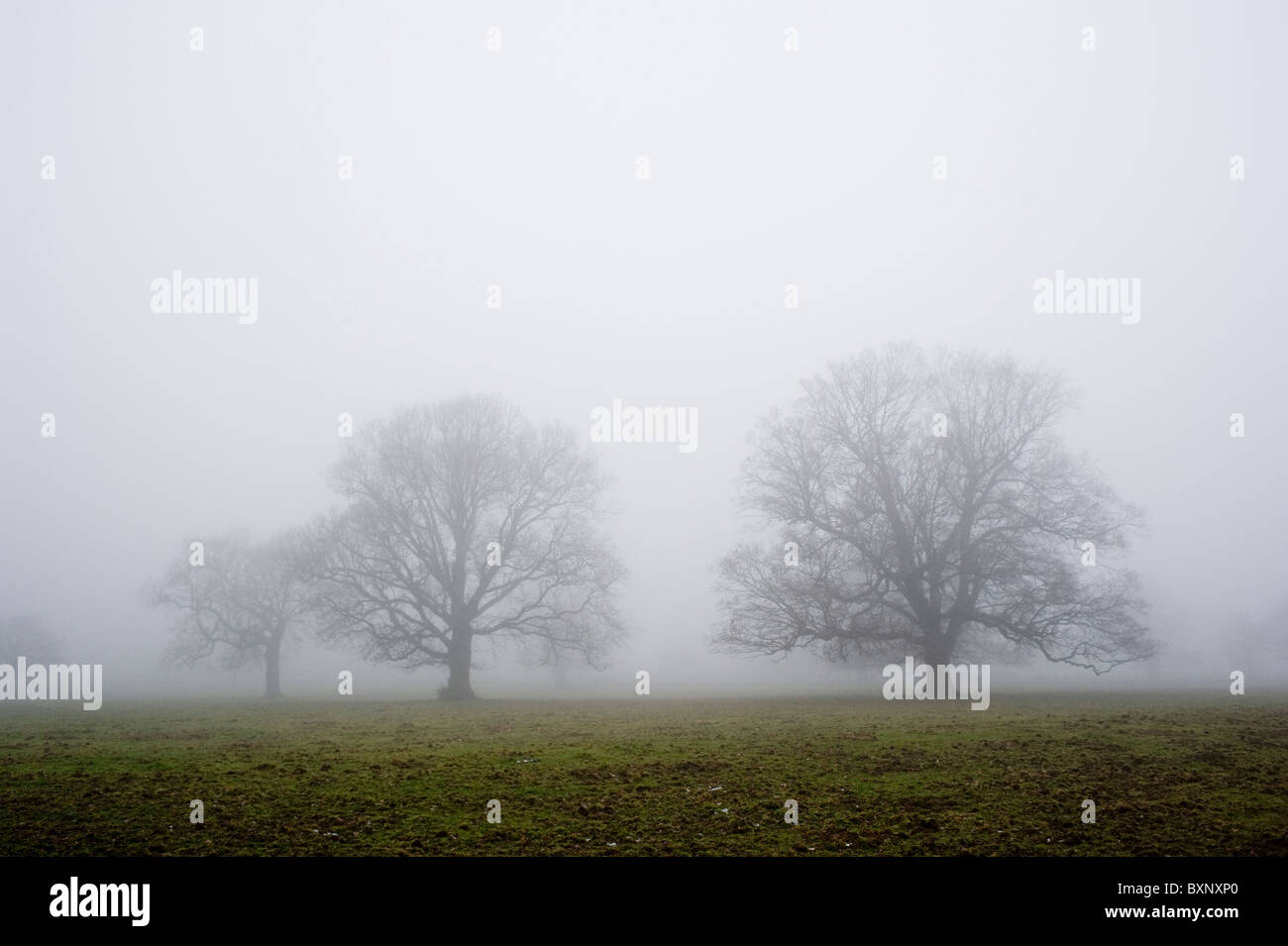 Fog and trees in England near Horsmonden Kent Stock Photo - Alamy