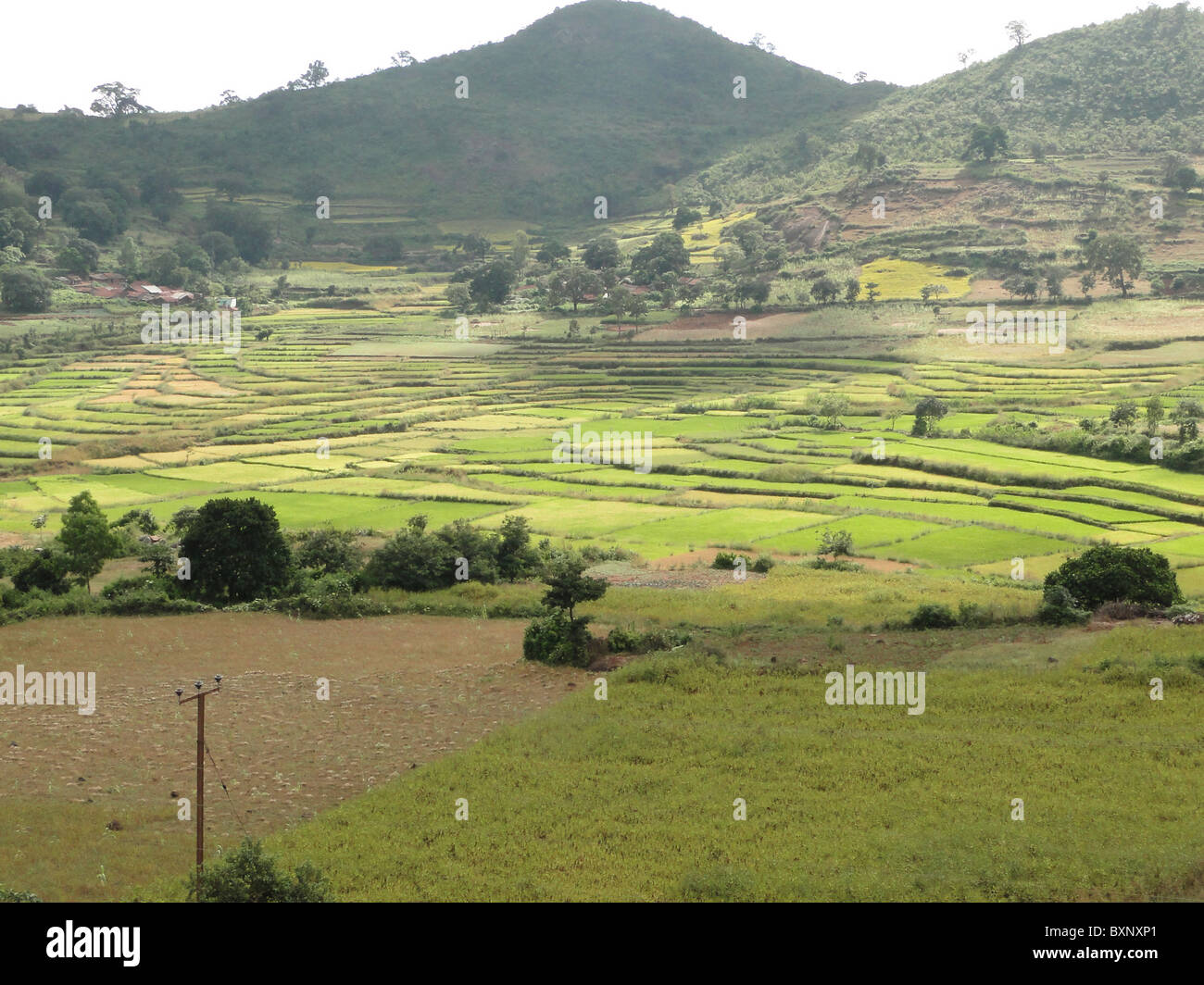 Rice paddies in valley of the Eastern Ghats, Orissa, India, Asia Stock ...