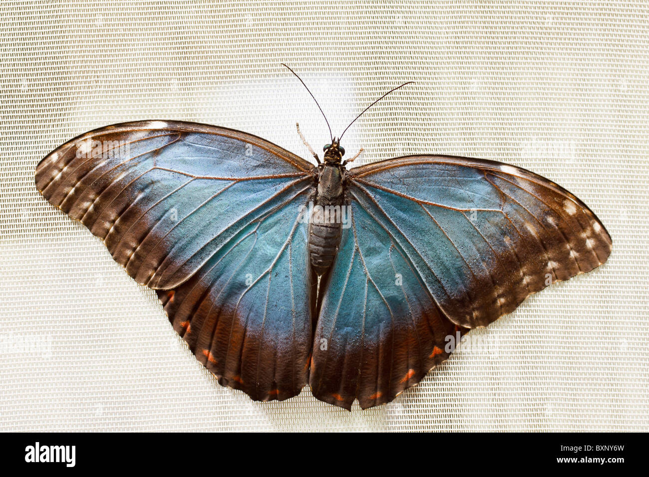 The South American Owl butterfly showing inner colouring wings. Family ...