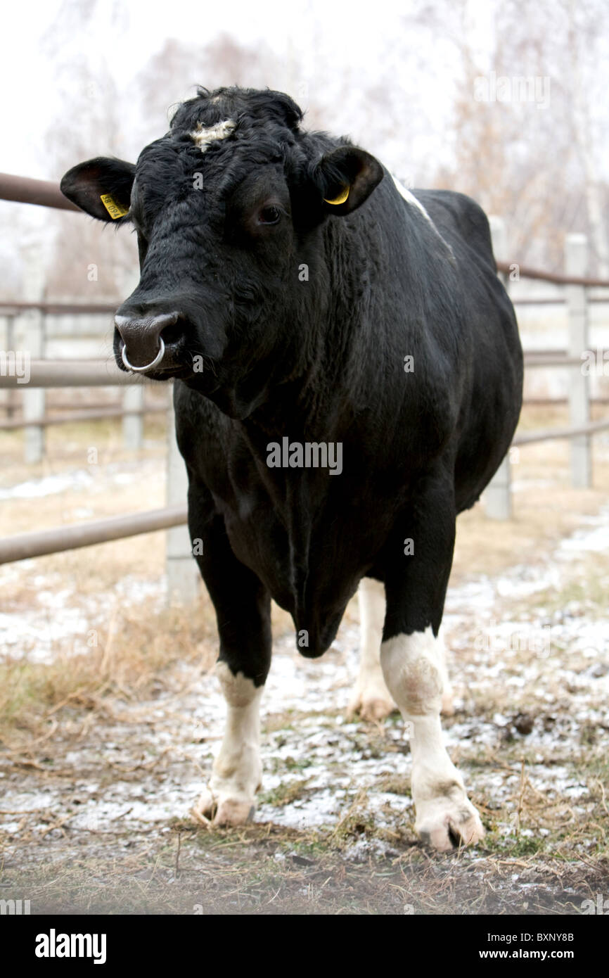 Photo of healthy black bull living on farm symbolizing the year of ox ...