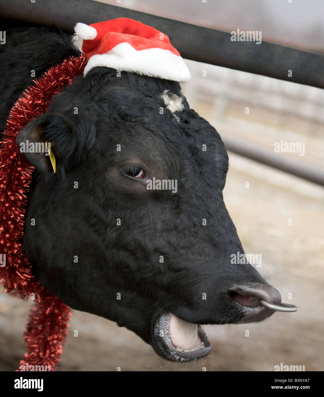 Cap moo hi-res stock photography and images - Alamy