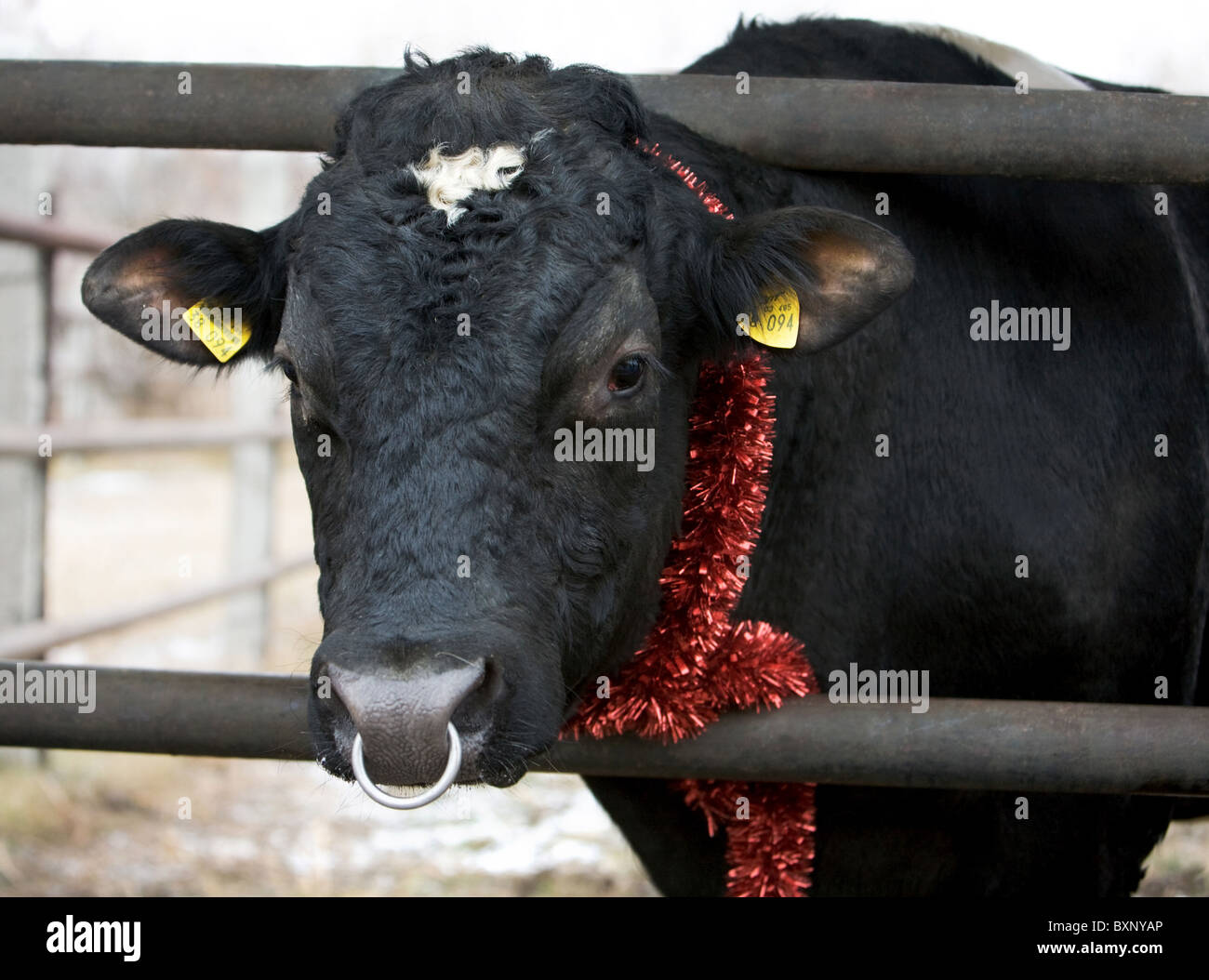 Big black bull hi-res stock photography and images - Alamy