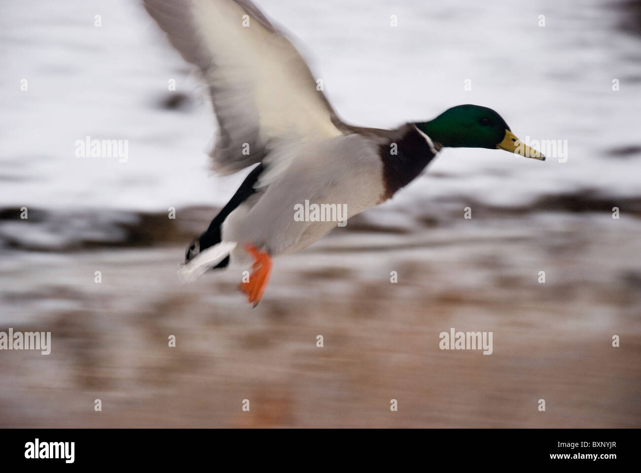 Duck in flight, ready for landing Stock Photo - Alamy