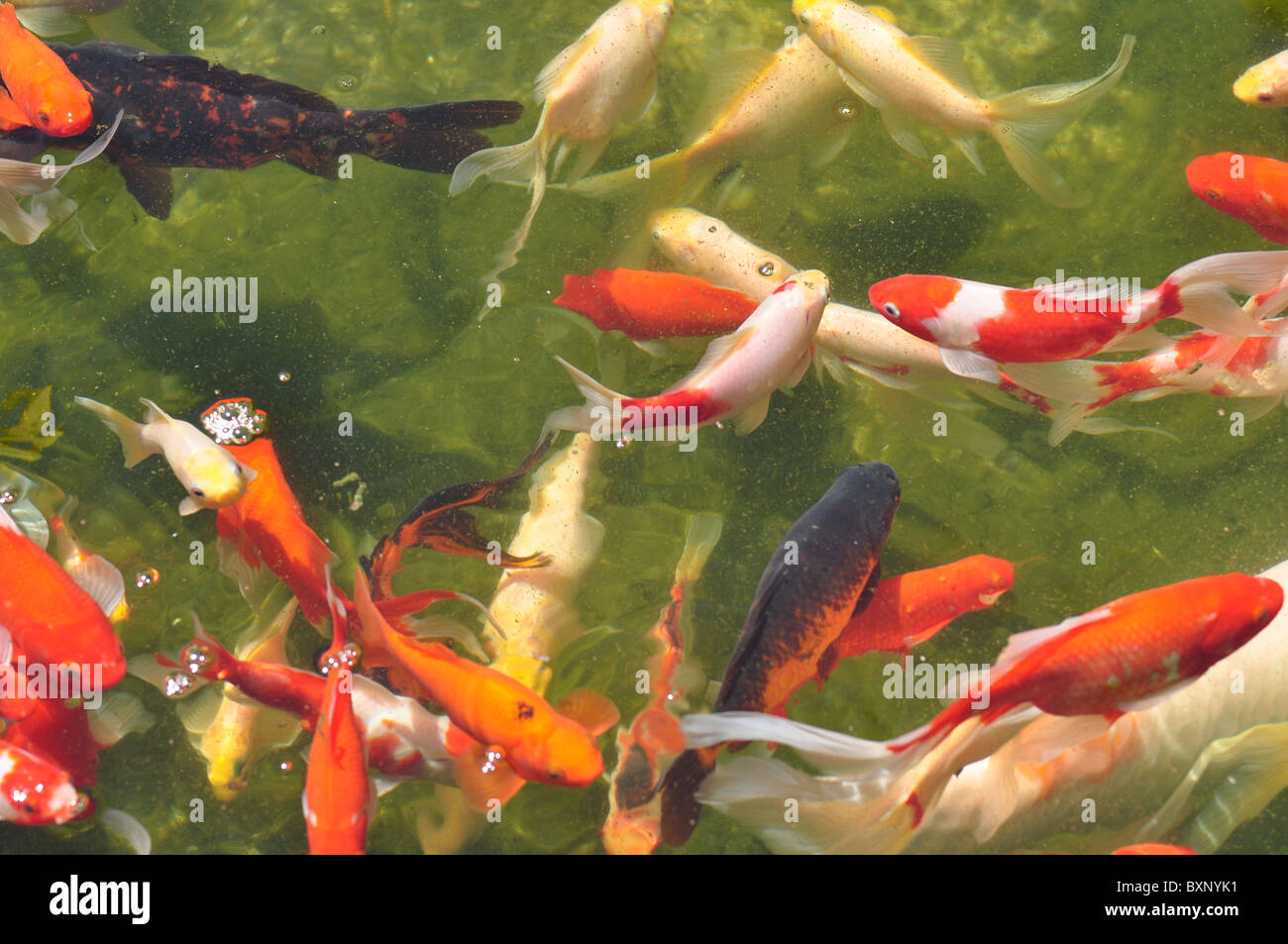 Many colorful fish in a fish pond Stock Photo - Alamy