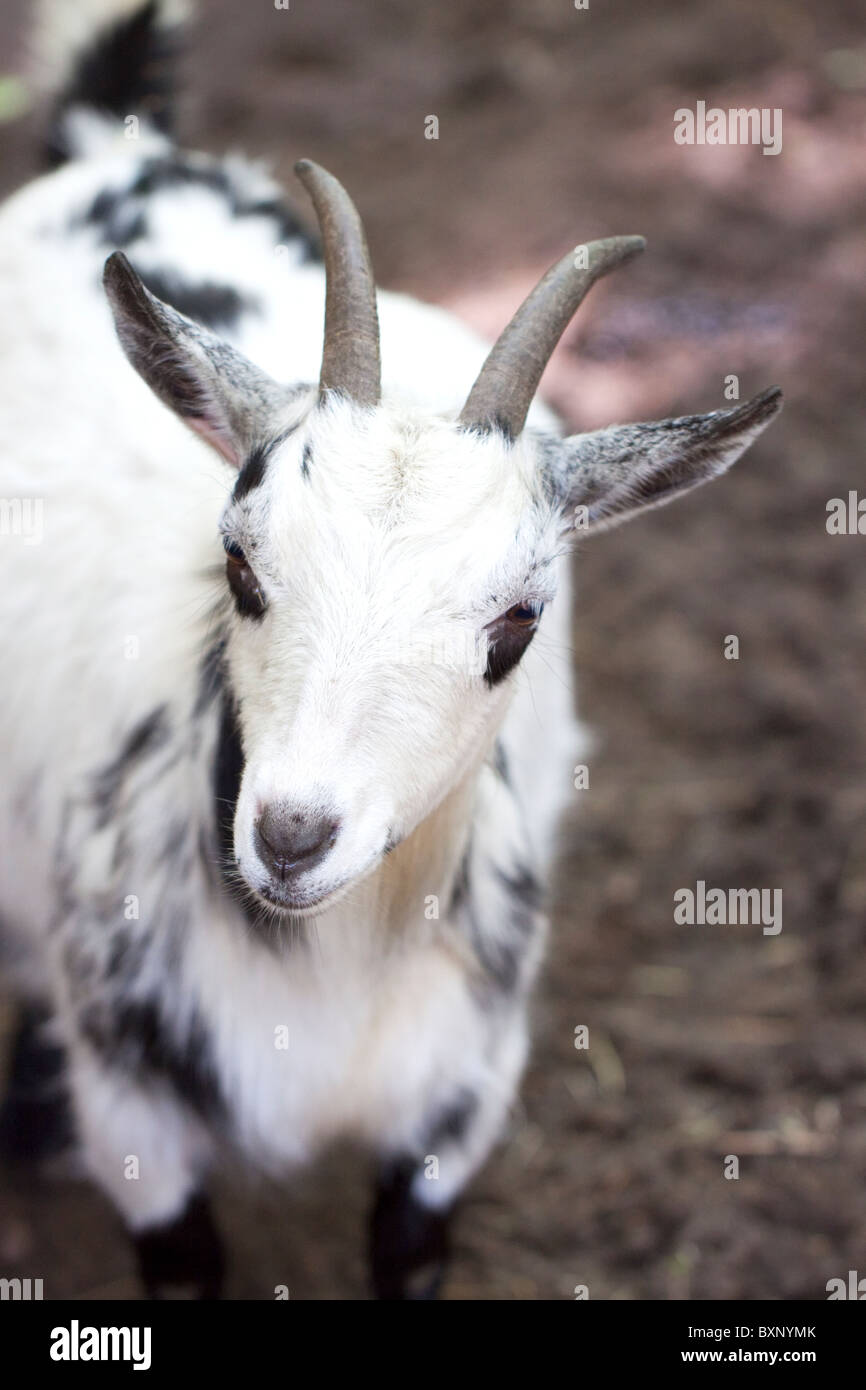 A pygmy goat Stock Photo - Alamy