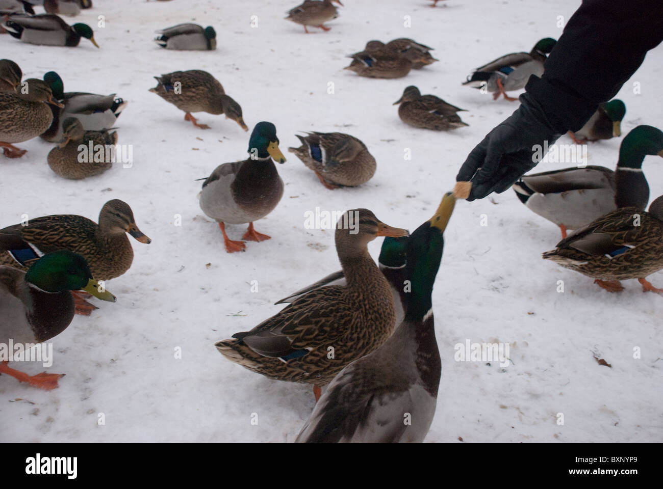 Hen anatomy hi-res stock photography and images - Alamy