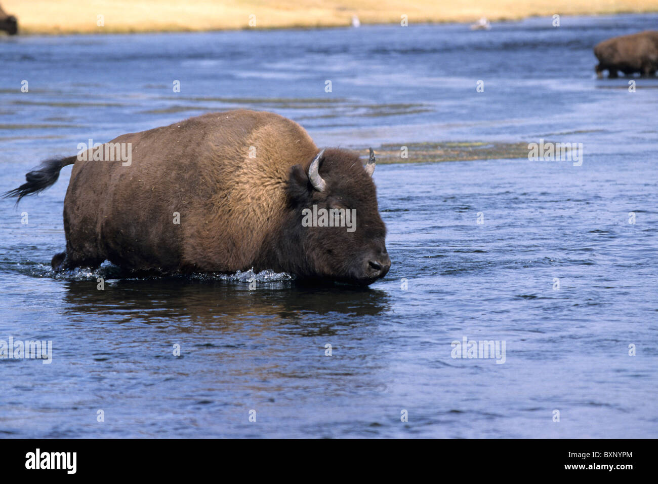 Bison Buffalo wading across a river Stock Photo - Alamy