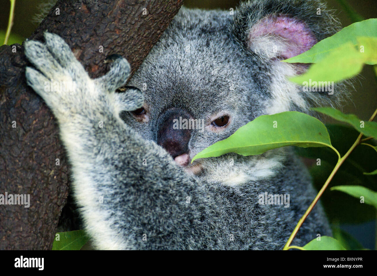 Koala hi-res stock photography and images - Alamy