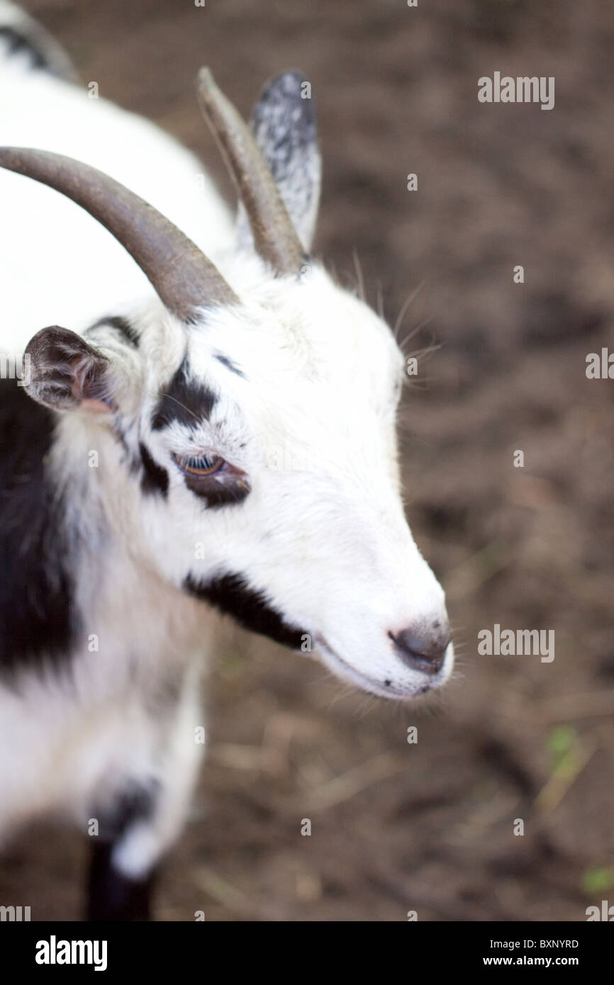 A pygmy goat Stock Photo - Alamy