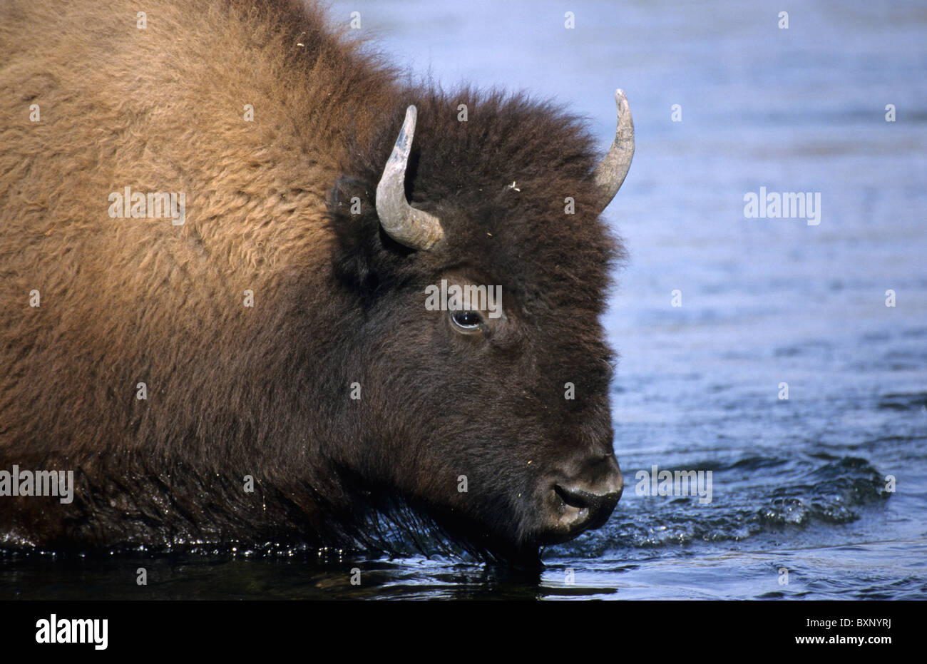 Bison Buffalo wading across a river splashing the water with eye ...