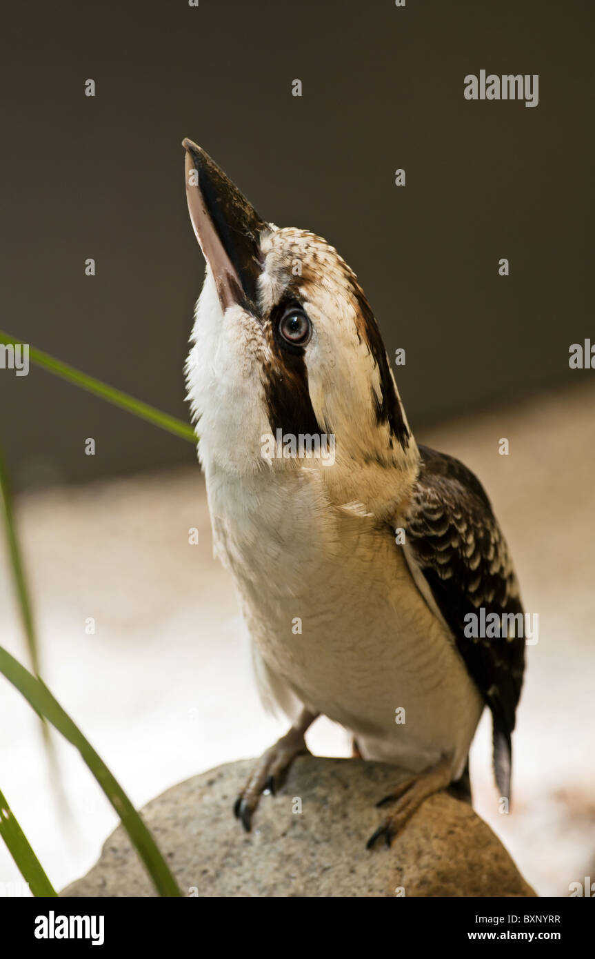 Kookaburra closeup hi-res stock photography and images - Alamy