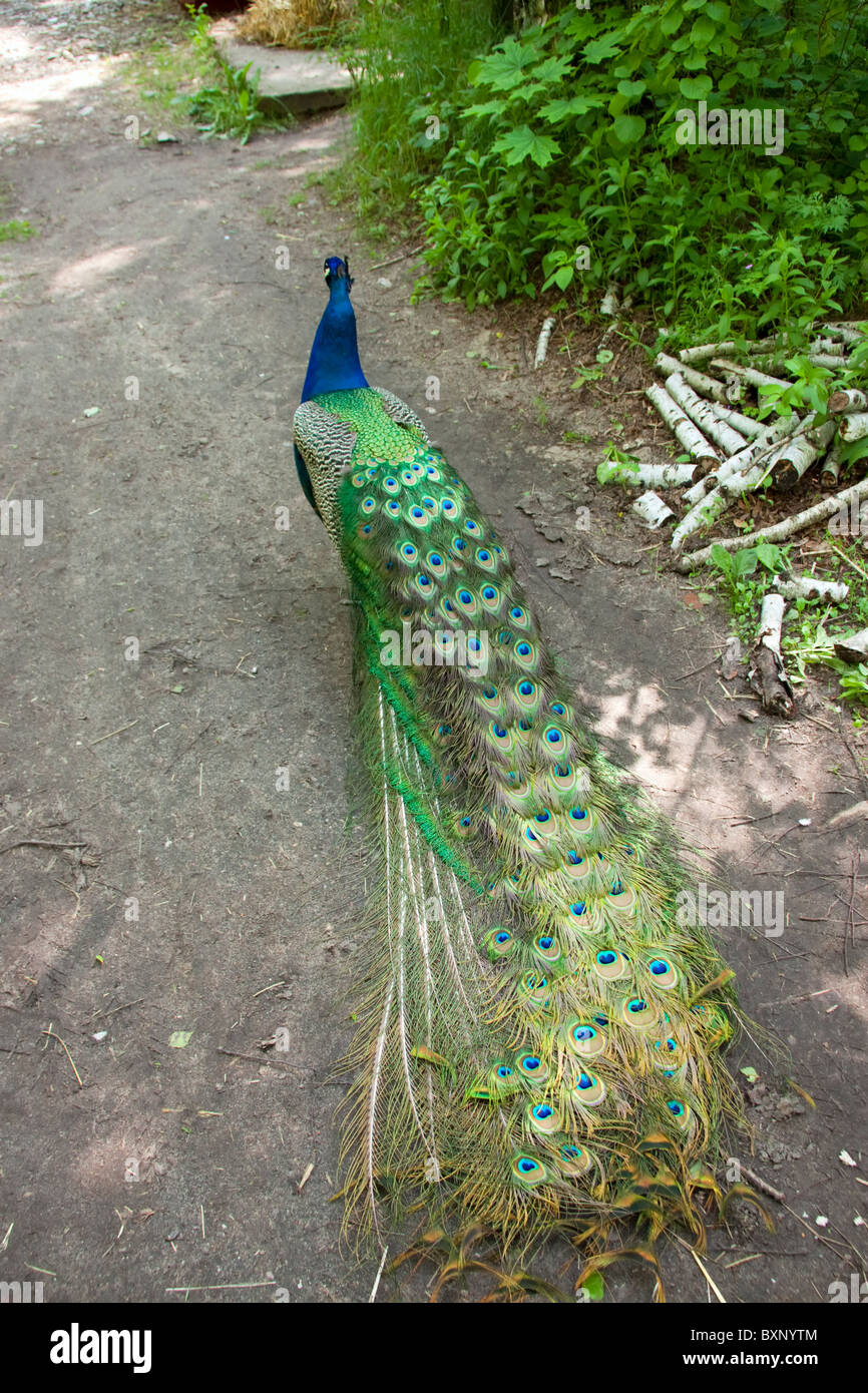 A peacock dragging its tail on the ground Stock Photo - Alamy