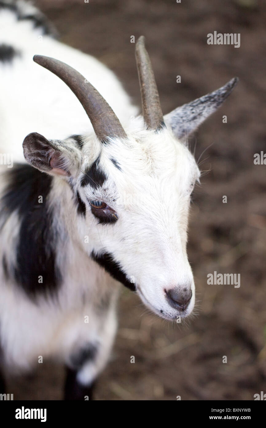 Pygmy Goat Male Stock Photos & Pygmy Goat Male Stock Images - Alamy
