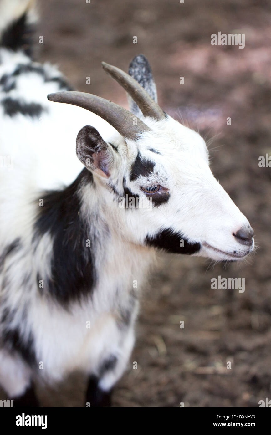 A pygmy goat Stock Photo - Alamy