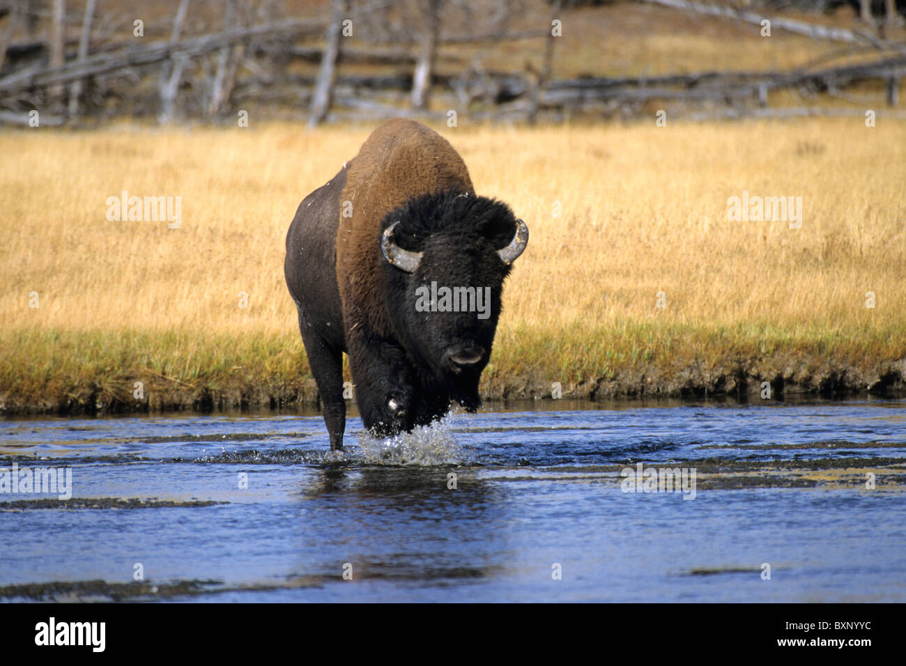 Water buffalo crossing a river hi-res stock photography and images - Alamy
