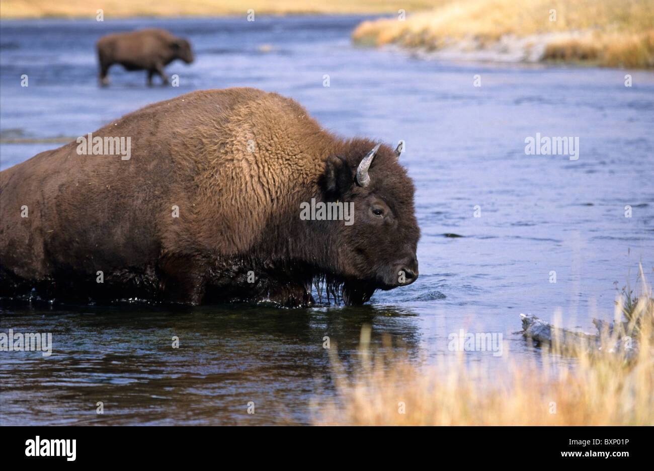 Bison Buffalo wading onto the river bank after swimming across the ...