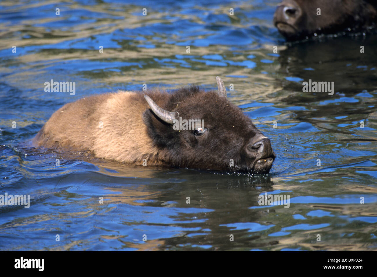 Bison Buffalo swimming across a river making direct eye contact Stock ...