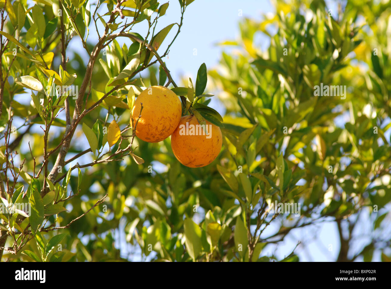 Beautiful trees in a tropical garden Stock Photo - Alamy
