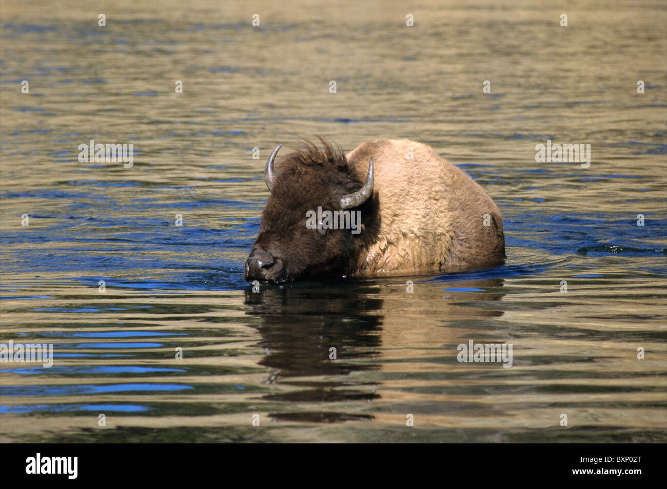 Bison Buffalo swimming across a river making direct eye contact Stock ...