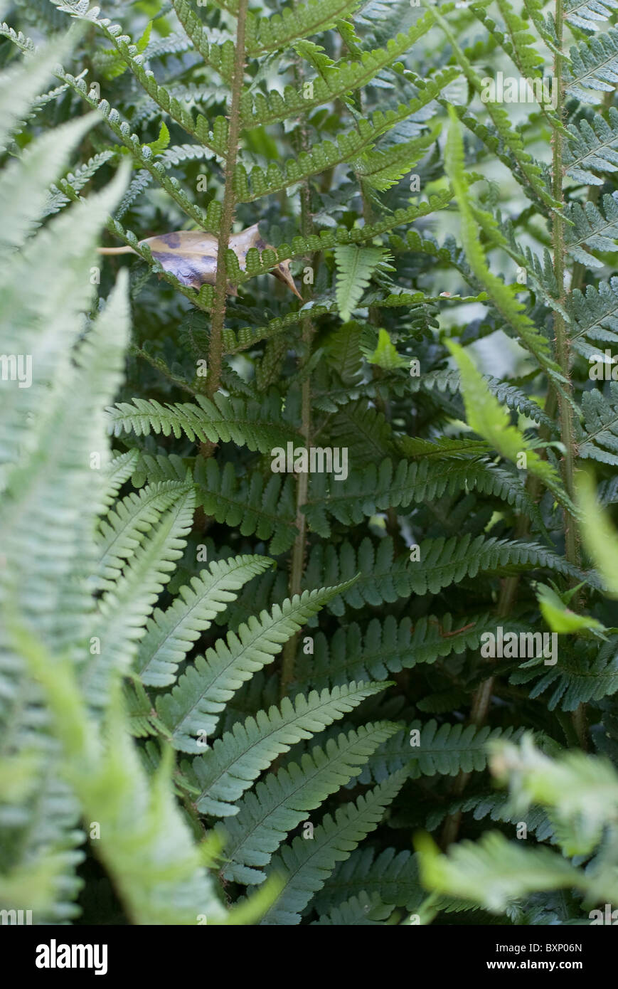 Close up photographs of ferns in Golders Hill Park, London Stock Photo ...