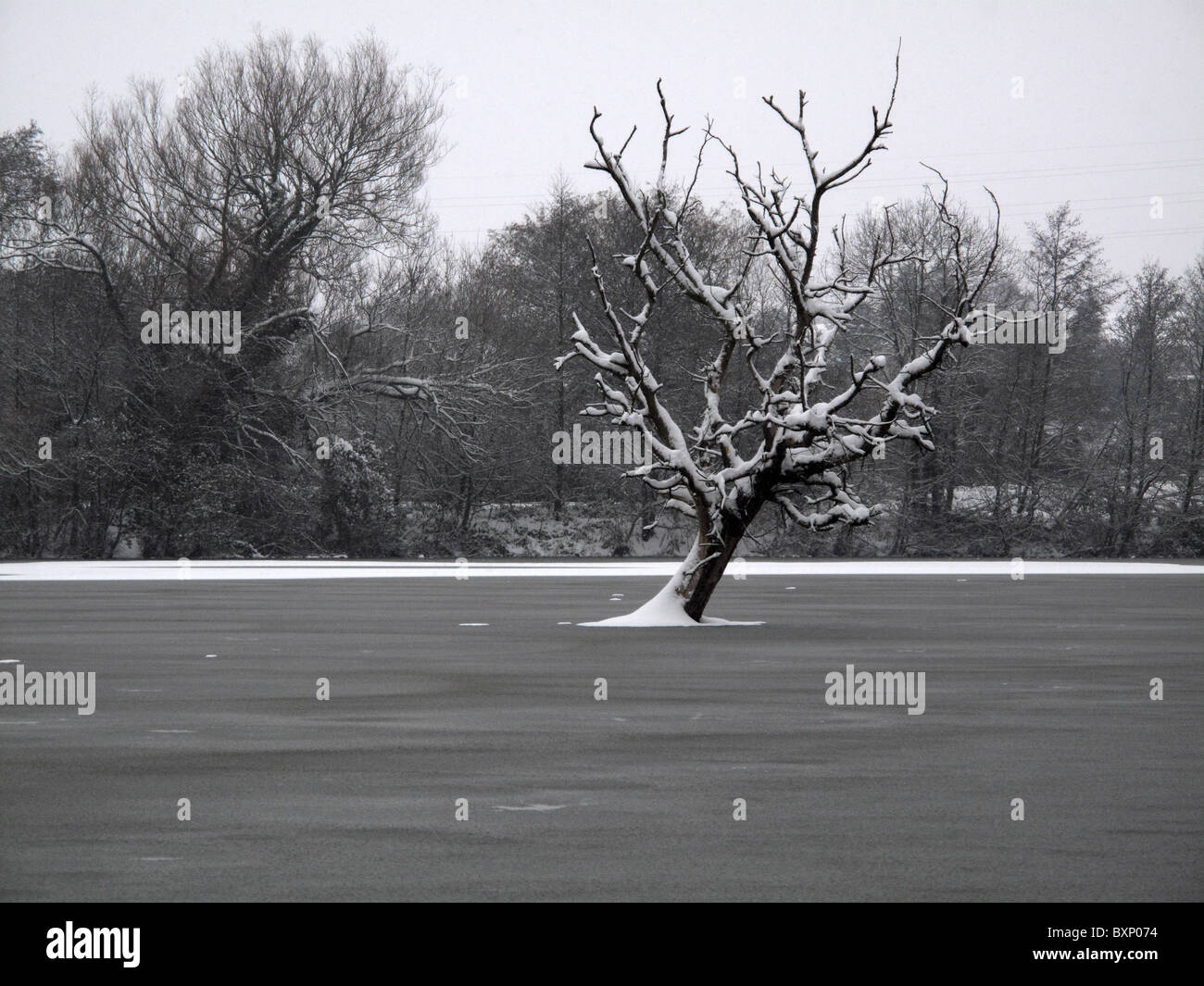 Frozen lake ice tree hi-res stock photography and images - Alamy