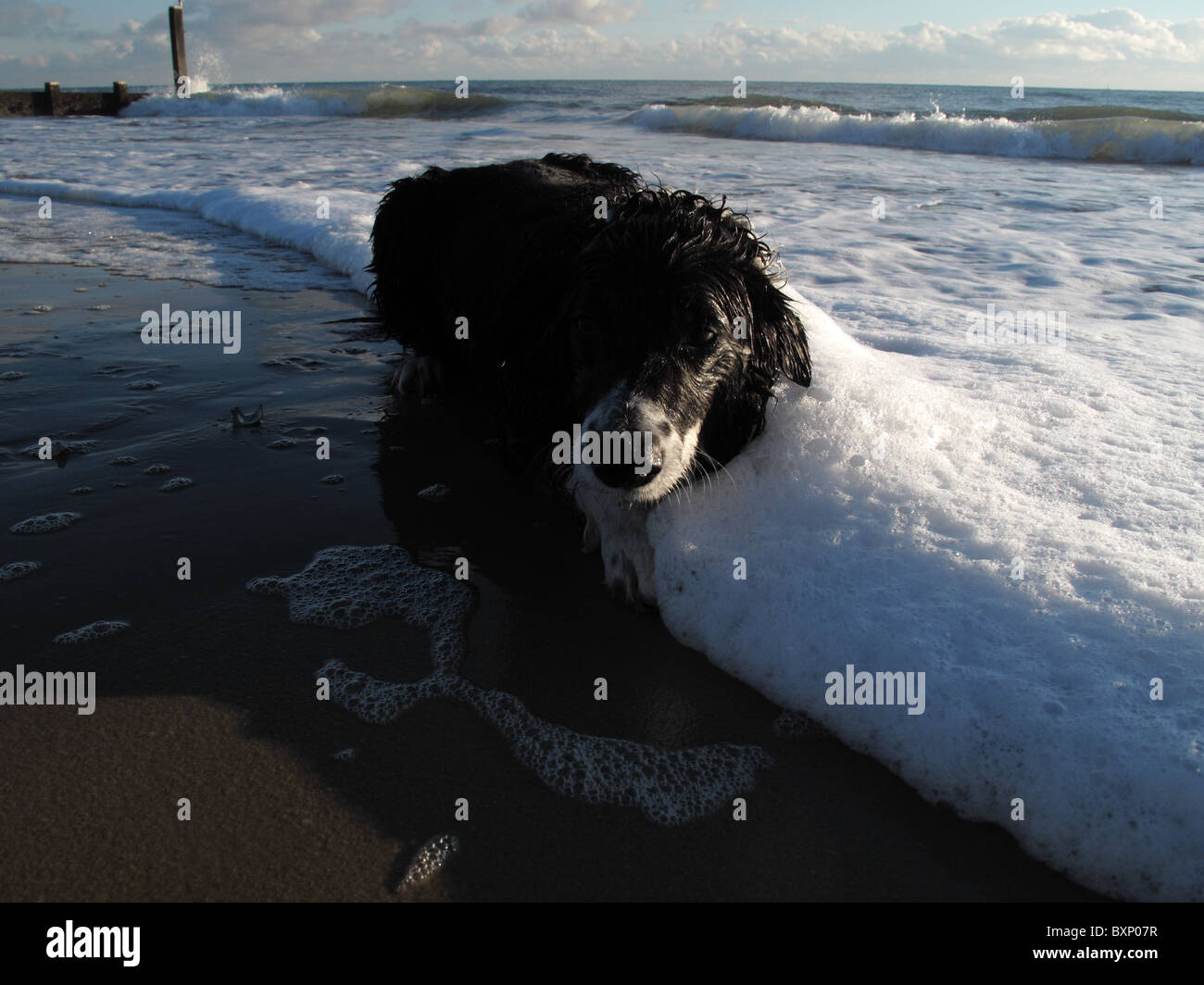Dog with waves hi-res stock photography and images - Alamy