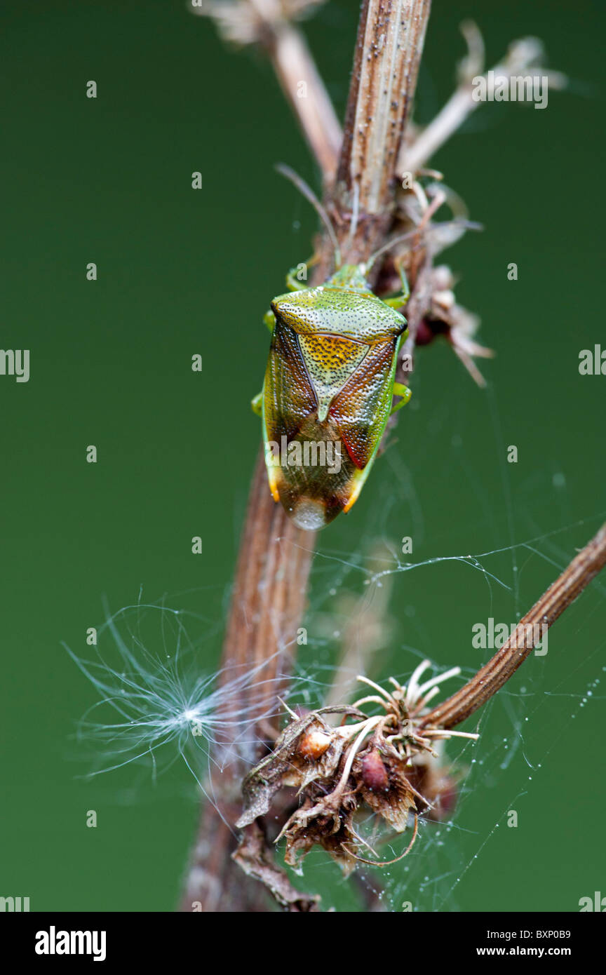 Birch Shield-bug (Elasmostethus interstinctus Stock Photo - Alamy