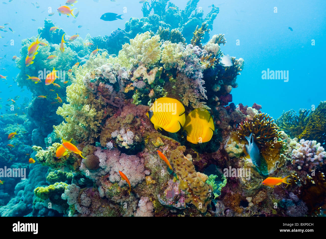 Golden butterflyfish (Chaetodon semilarvatus) sheltering on coral reef ...
