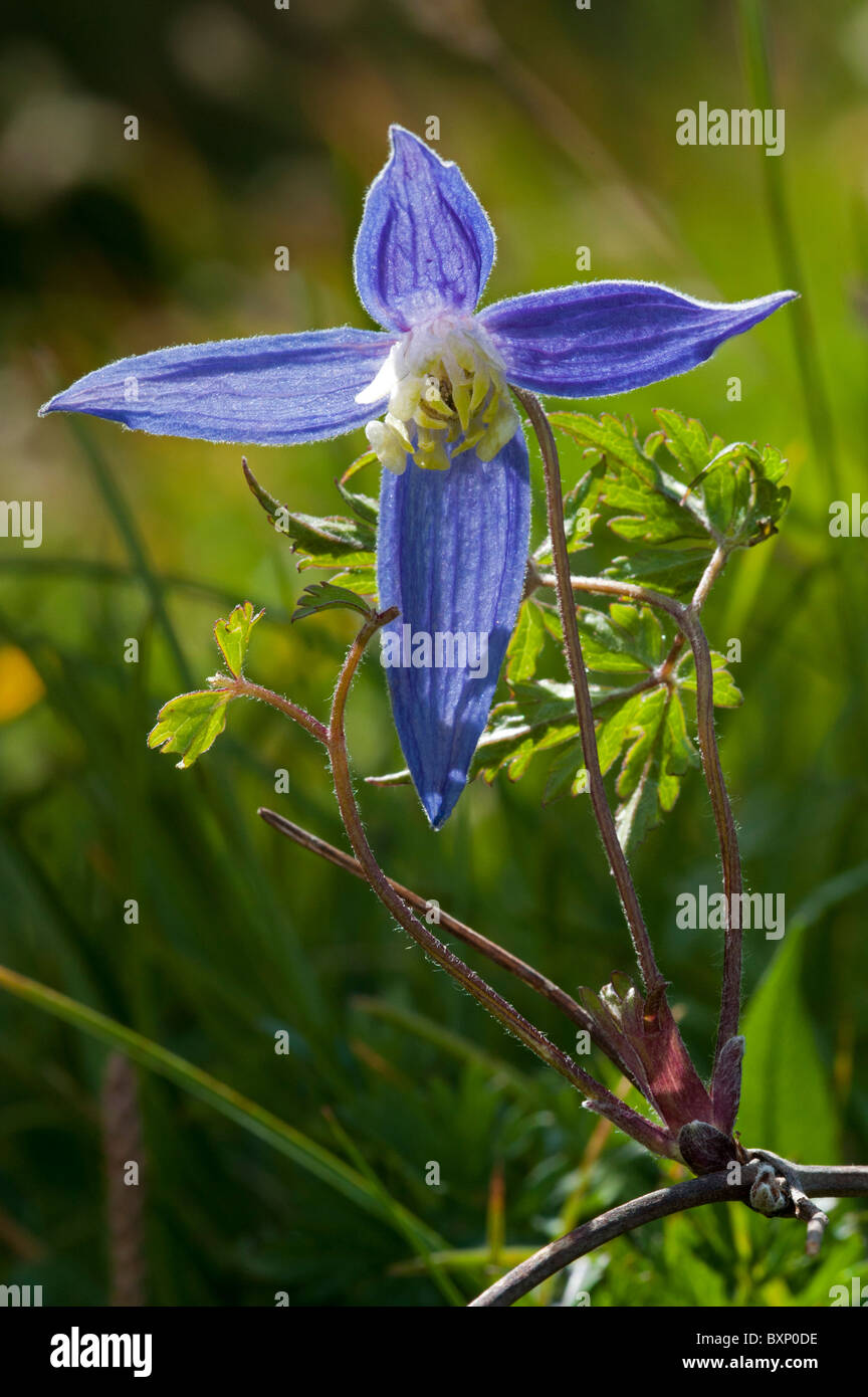 Alpine Clematis (Clematis alpina Stock Photo - Alamy