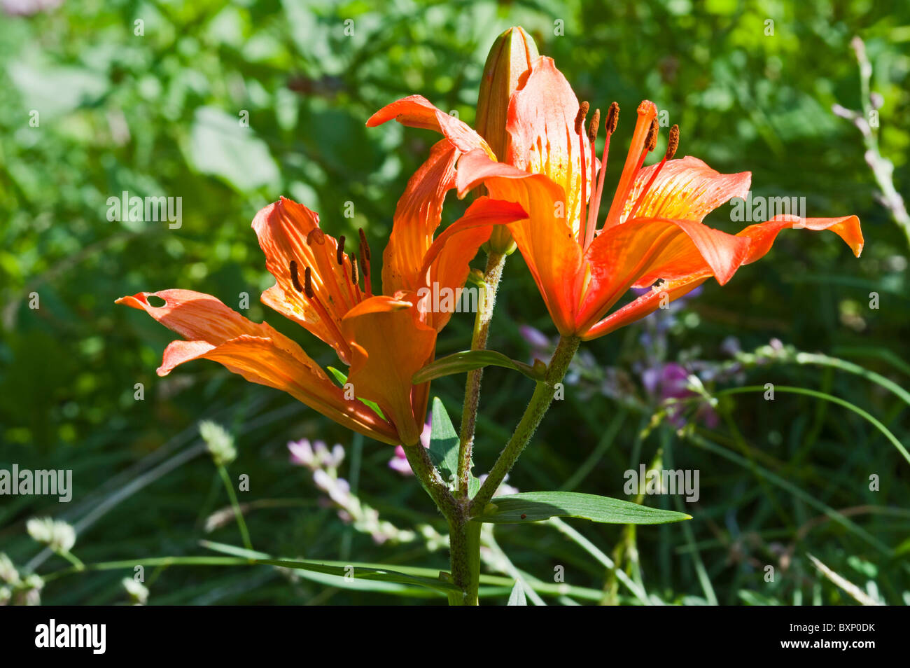 Orange Lily (Lilium bulbiferum ss. croceum Stock Photo - Alamy
