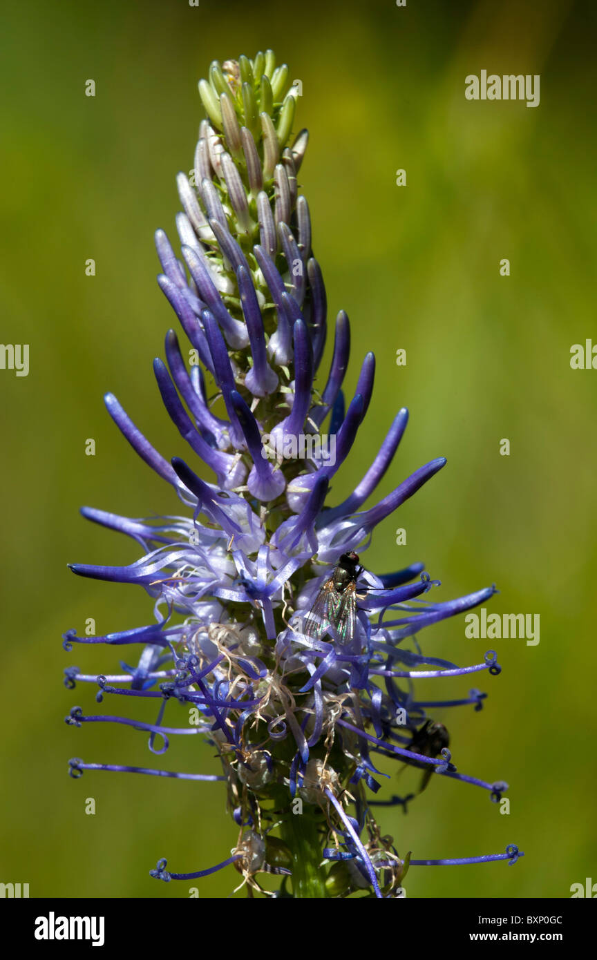 Phyteuma Nigrum High Resolution Stock Photography and Images - Alamy