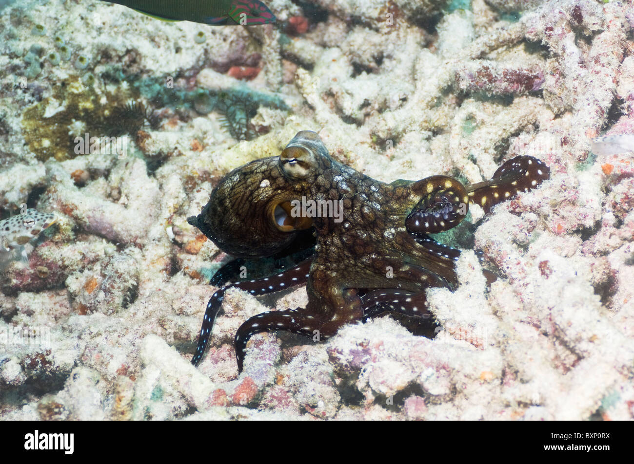 Common reef octopus hi-res stock photography and images - Alamy
