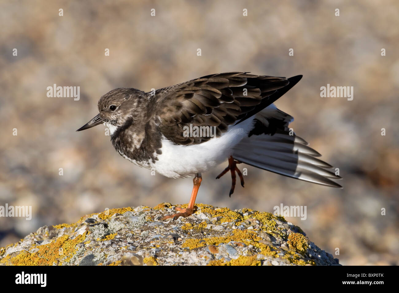 Wing stretching hi-res stock photography and images - Alamy