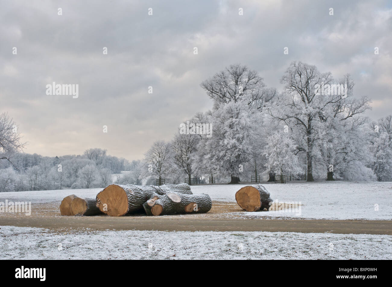 A sharp freezing frost clings to the felled branches of mature trees in ...