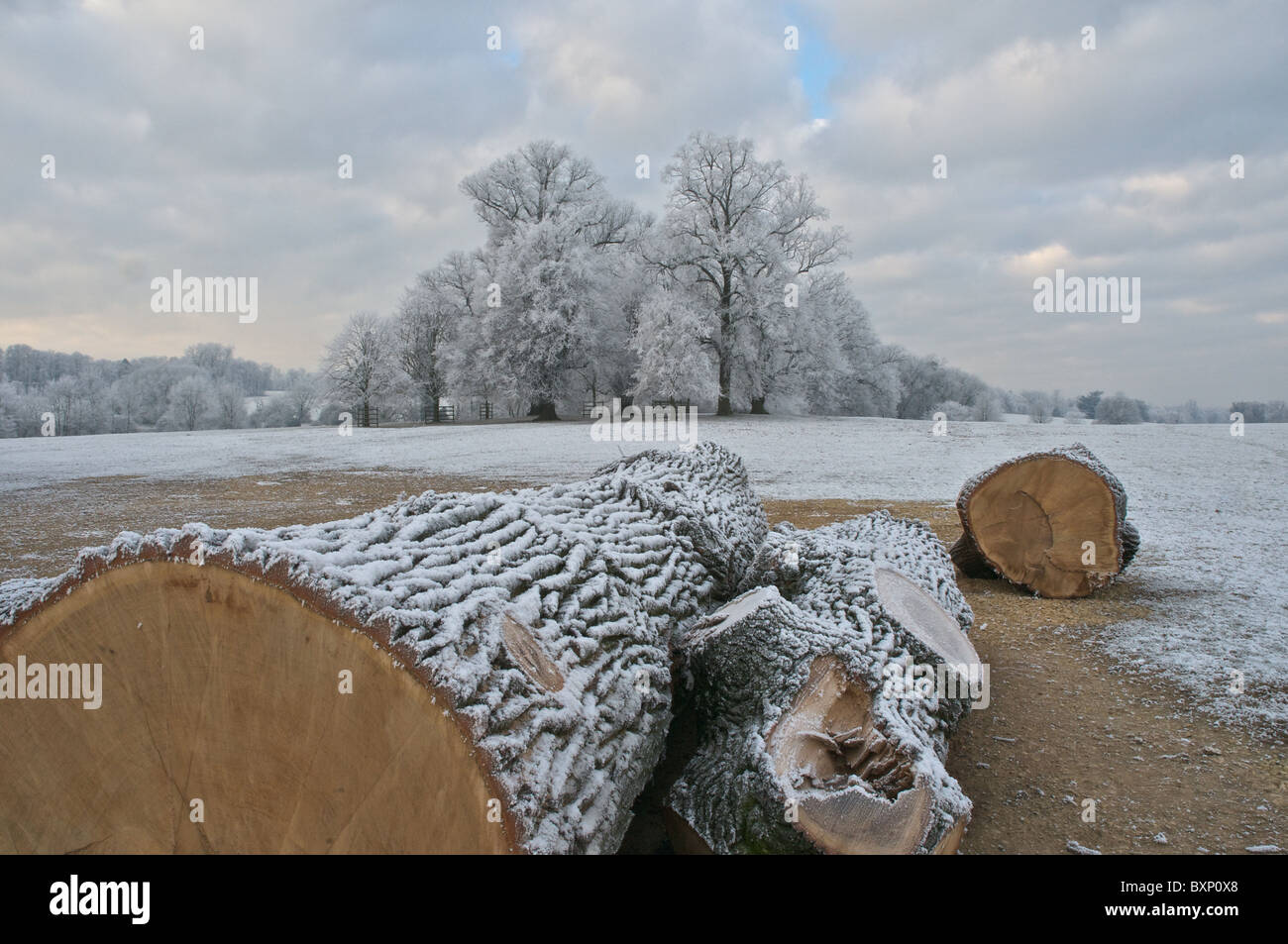 A sharp freezing frost clings to the felled branches of mature trees in ...