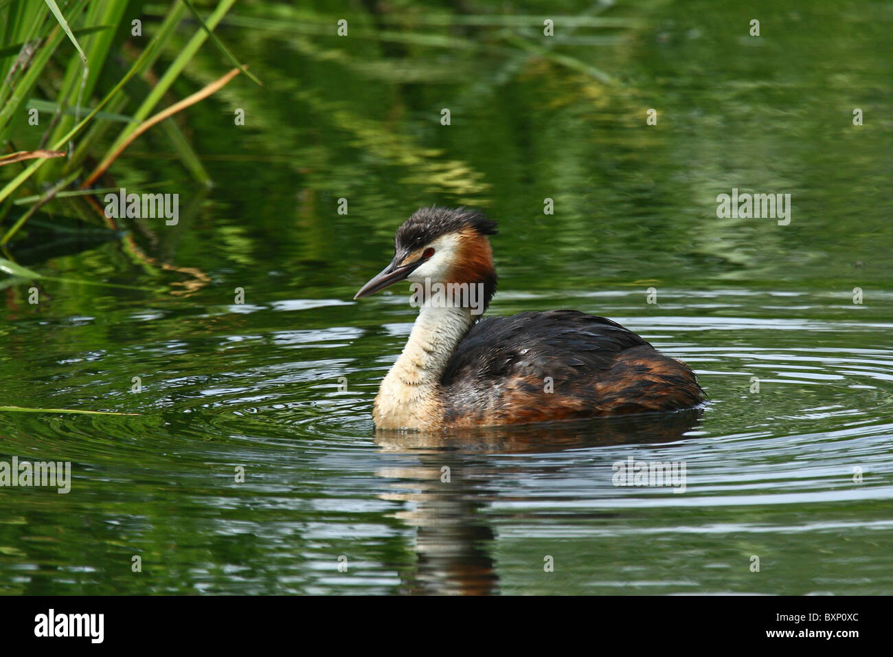 Great Crested Grebe (Podiceps cristatus) - summer plumage Stock Photo ...