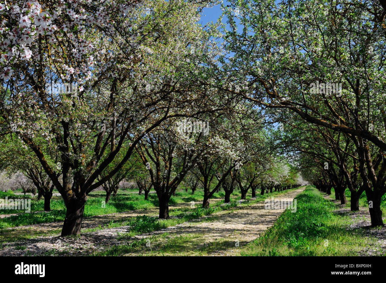California Central Valley Almond Orchards Lathrop early spring tree ...